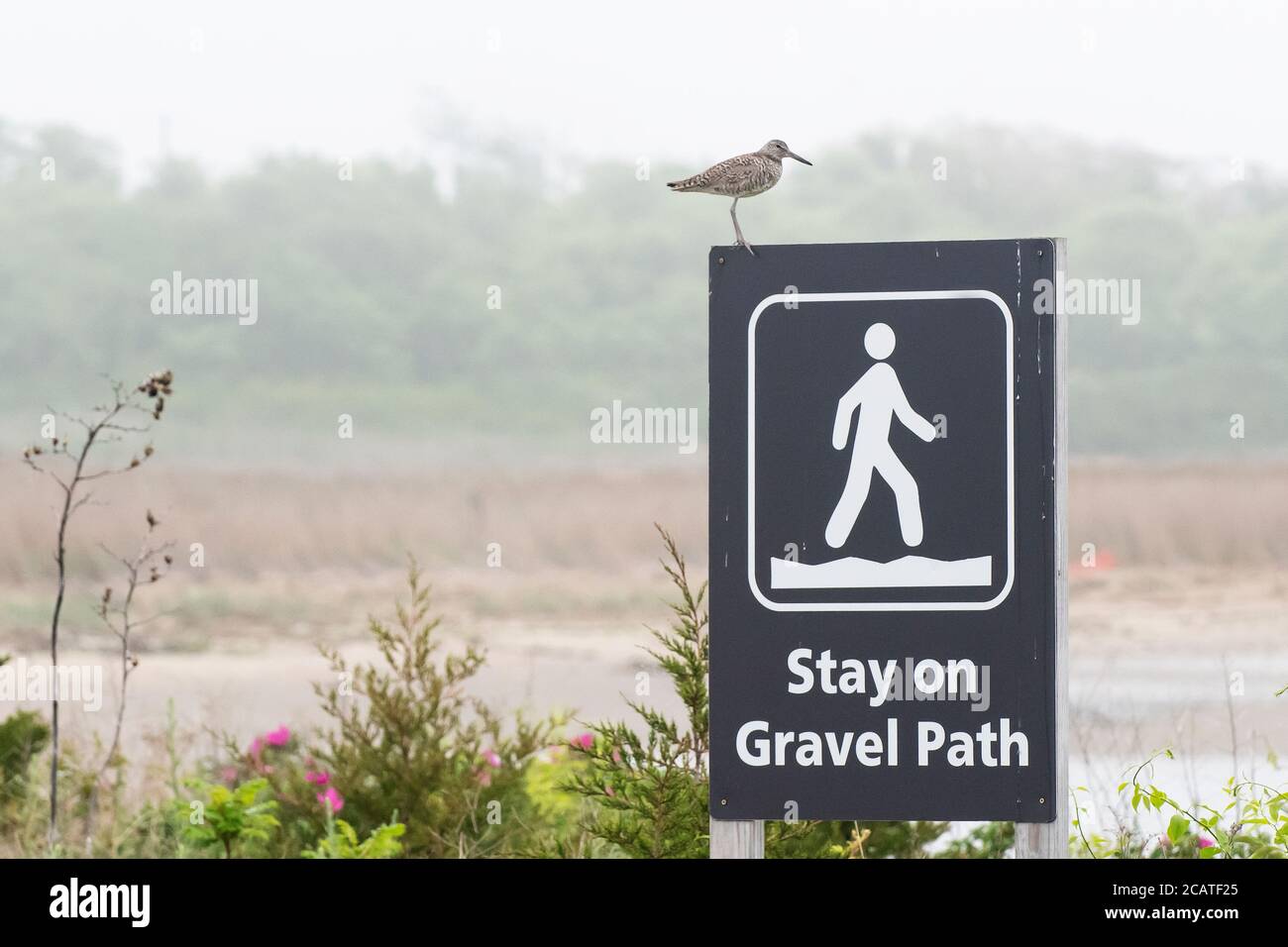 Willets hi-res stock photography and images - Alamy