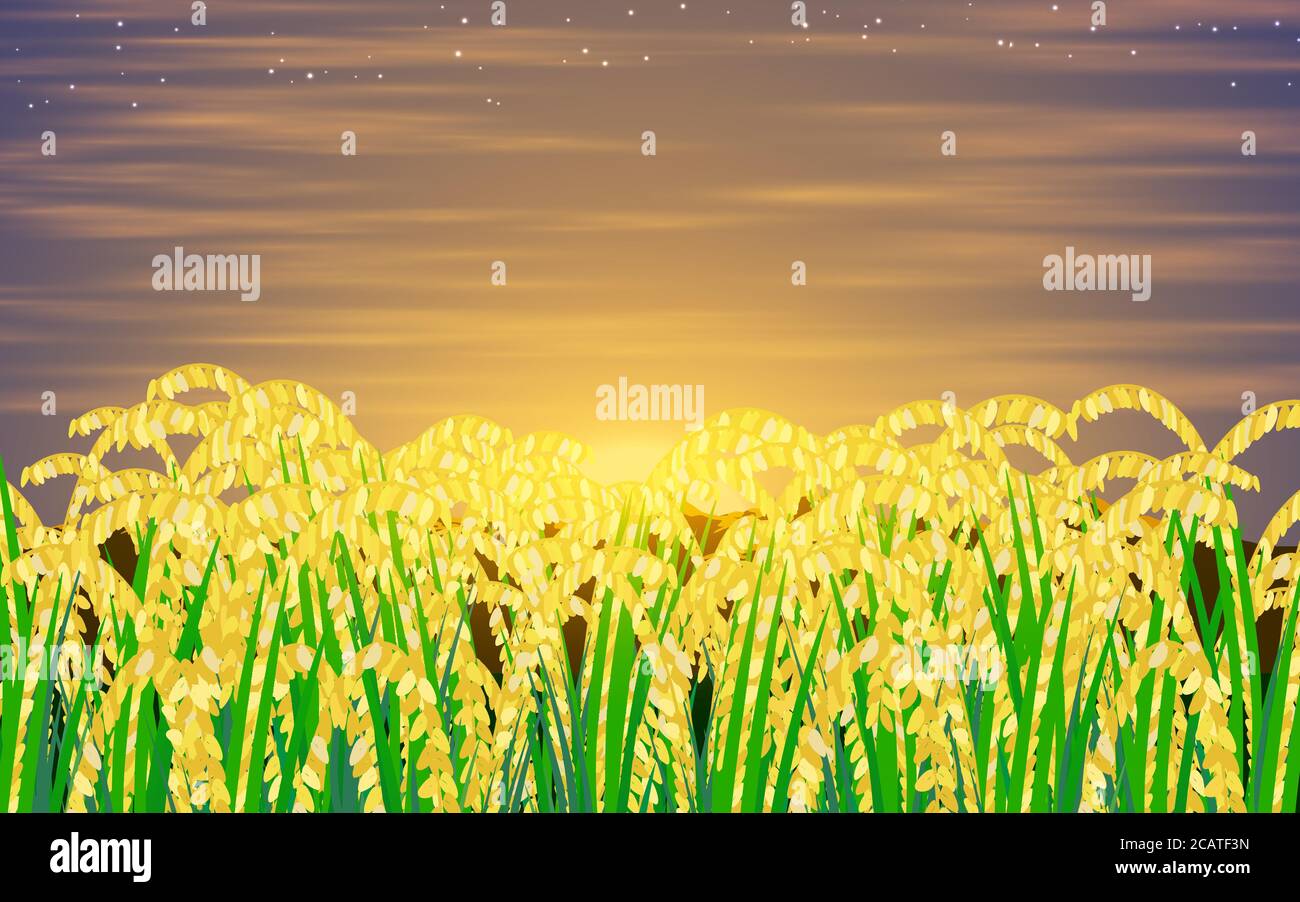 Summer rice field in Stock Vector Images - Alamy