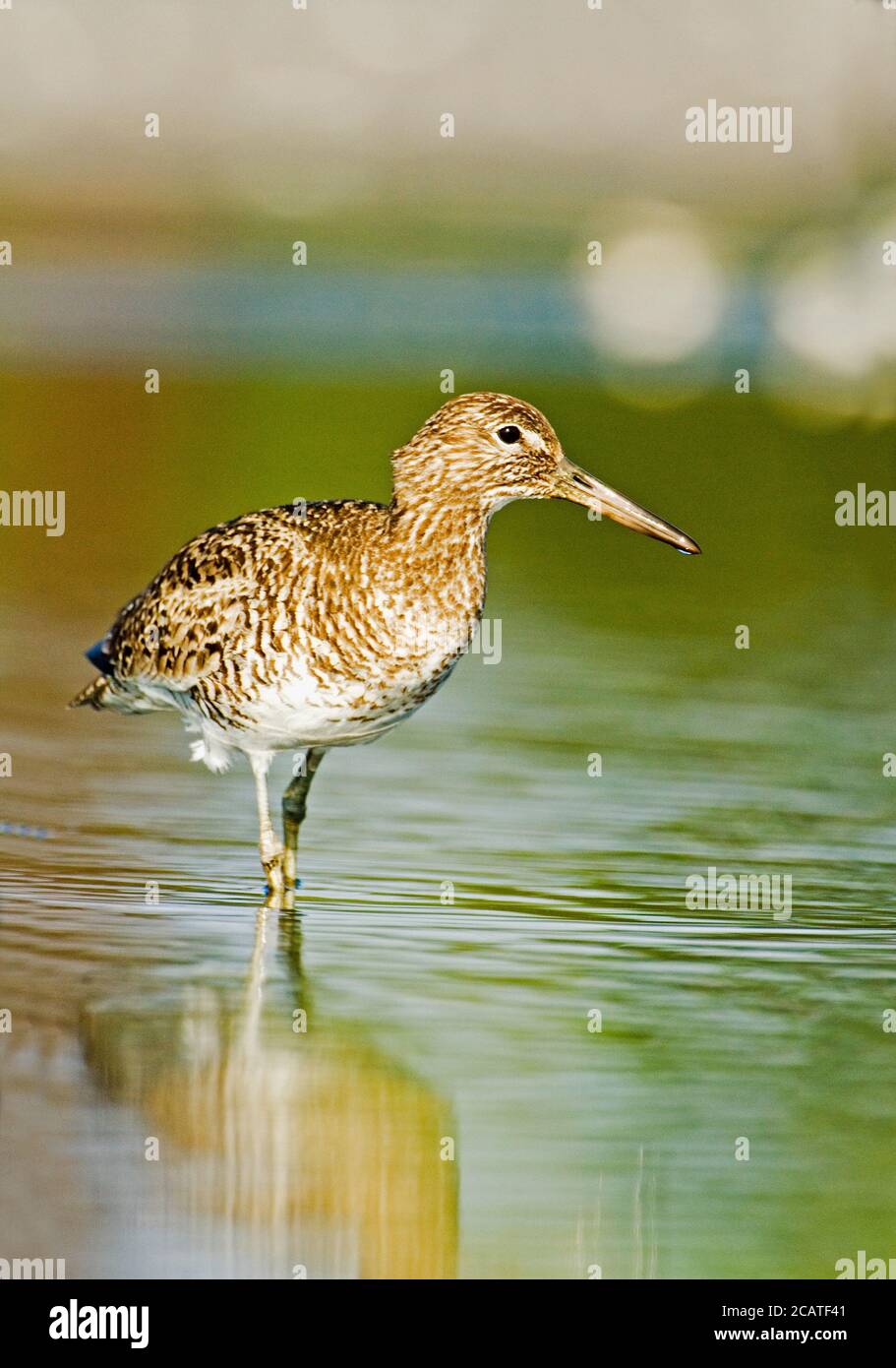Eastern willet hi-res stock photography and images - Alamy