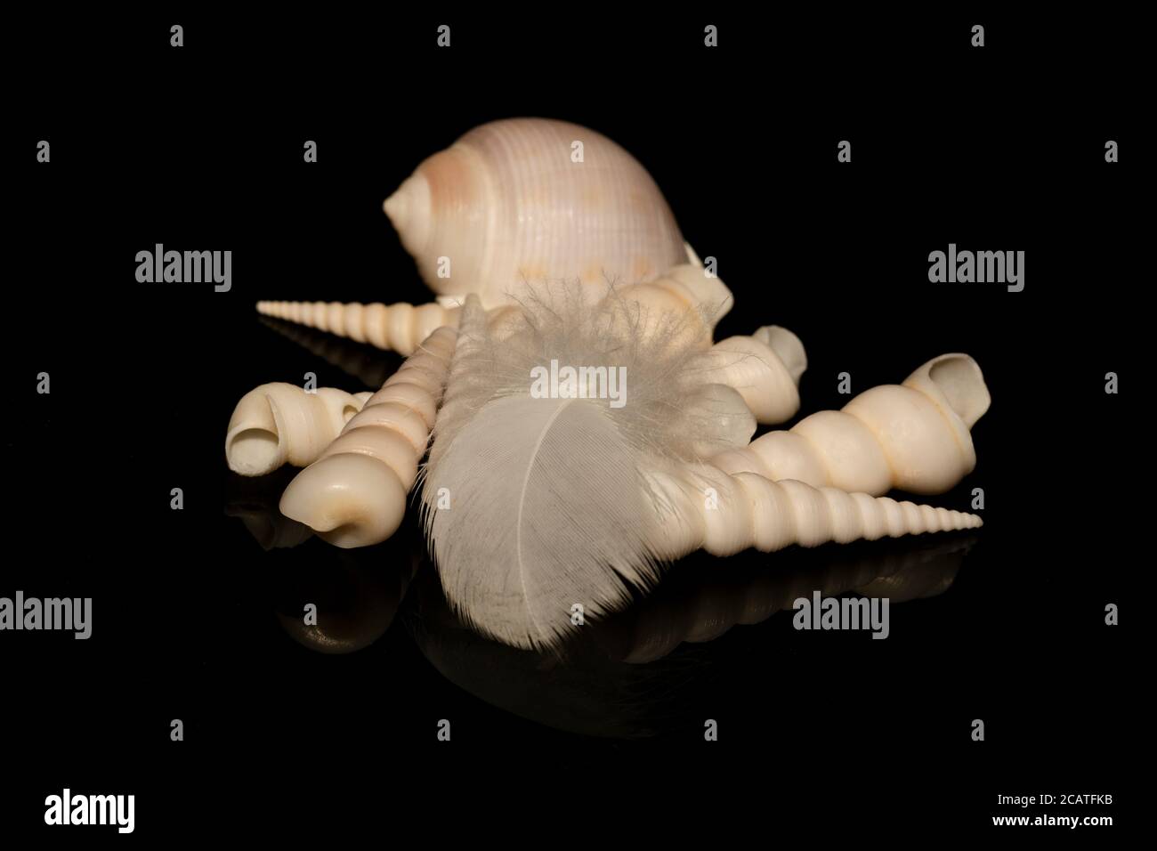 Still life birds hi-res stock photography and images - Alamy