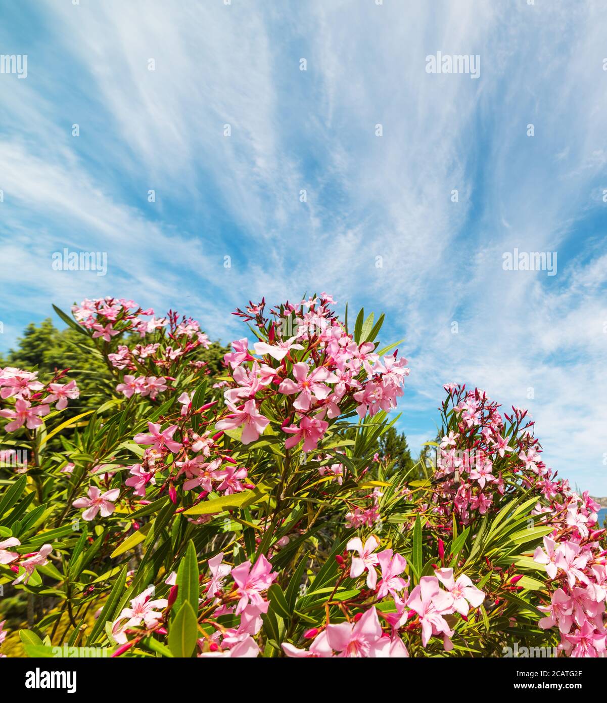 Purple Oleanders High Resolution Stock Photography and Images - Alamy