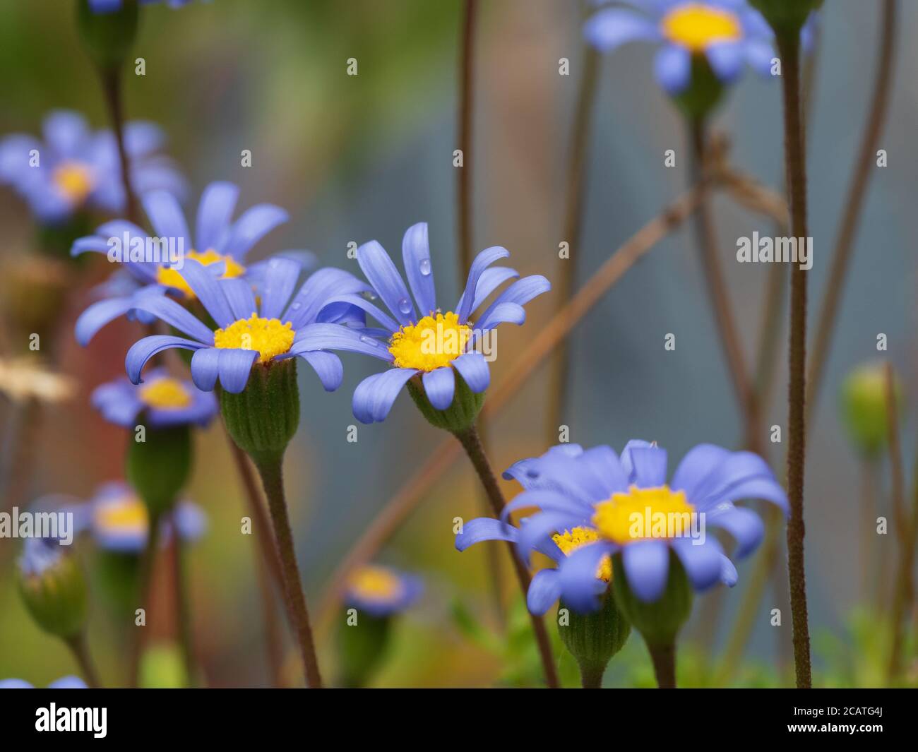 Pretty blue flowers. A bunch of fresh wet Blue Marguerite Daisies with water droplets thriving ...