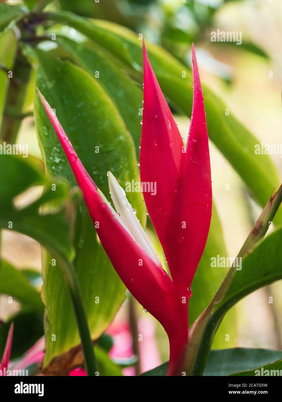 Heliconia angusta red holiday hi-res stock photography and images - Alamy