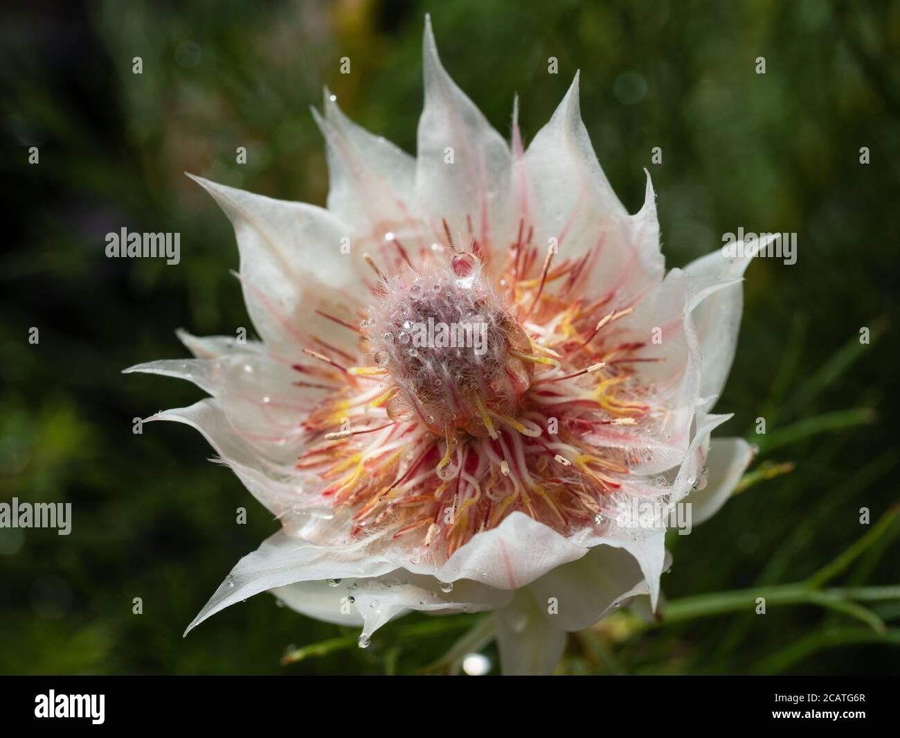 Macro of the Blushing Bride flower Serruria florida with tiny dewy ...
