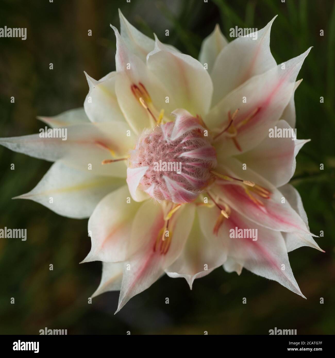 Protea blushing bride hi-res stock photography and images - Alamy