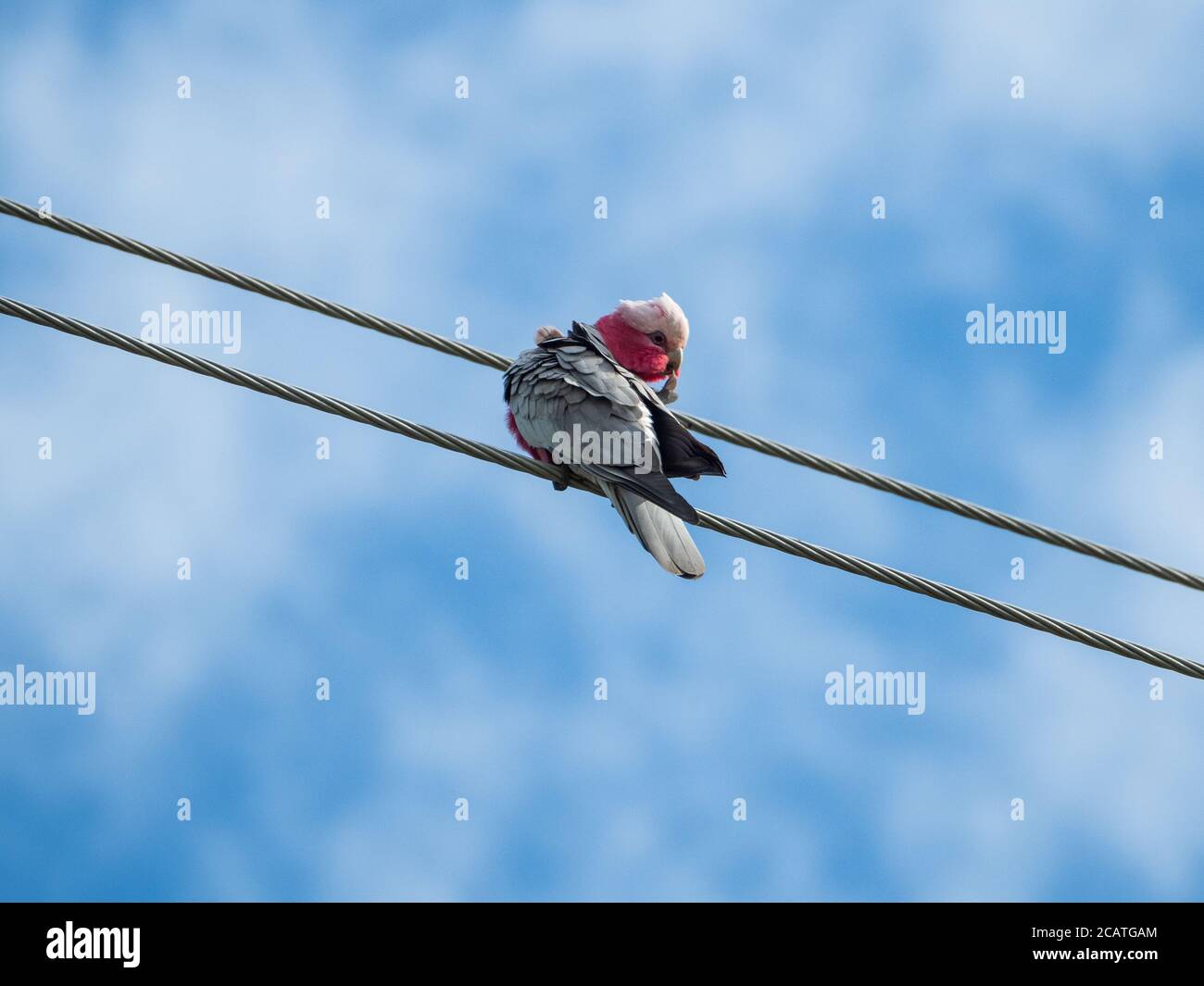 Bird on a wire, Gorgeous pink and grey feathered Galah, Eolophus ...