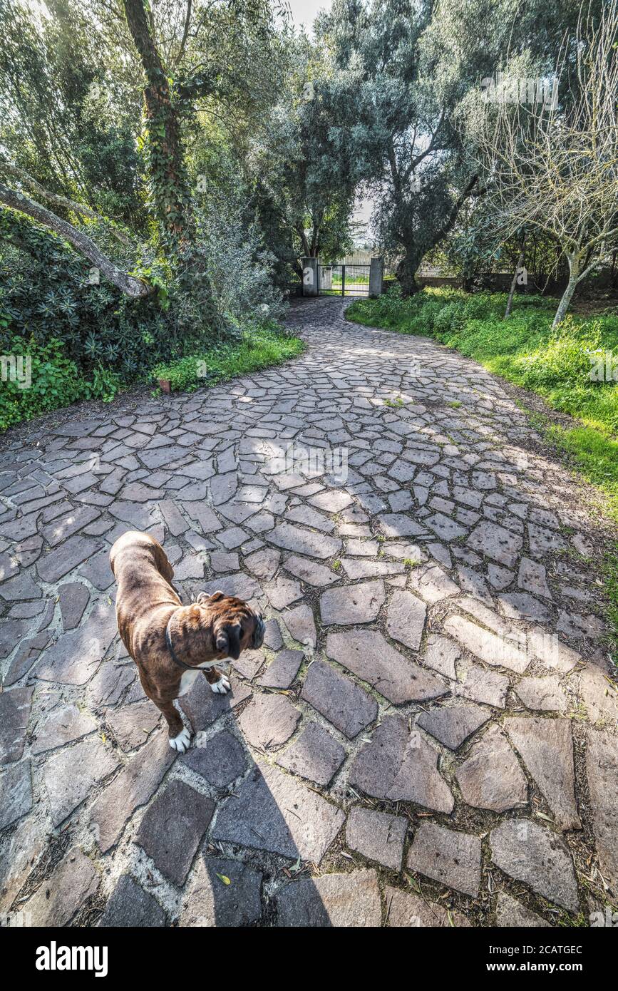 dog on a walk path in a domestic yard Stock Photo - Alamy