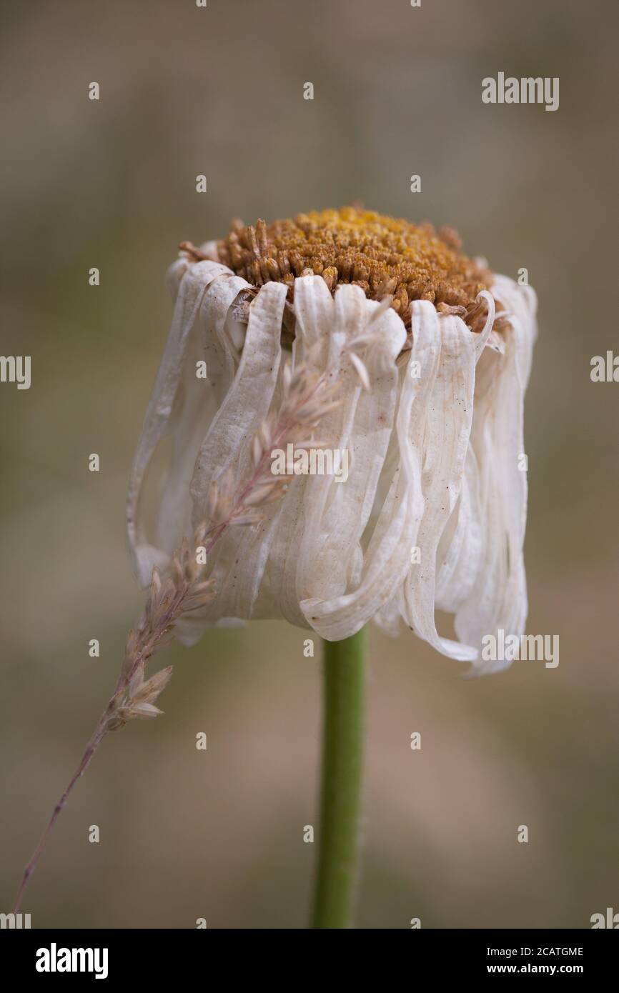A dying daisy flower Stock Photo - Alamy