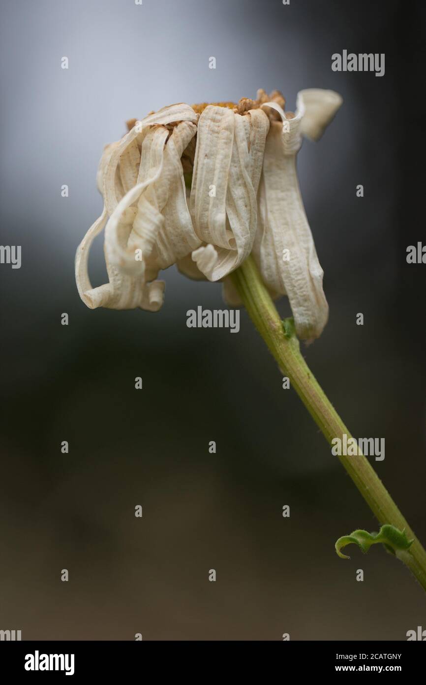 A dying daisy flower Stock Photo - Alamy