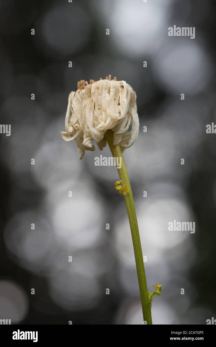 A dying daisy flower Stock Photo - Alamy