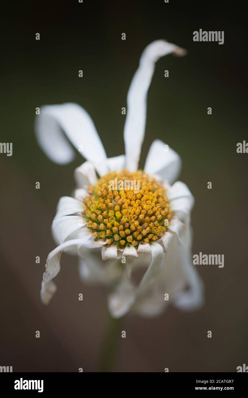 Daisy like wildflowers hi-res stock photography and images - Alamy