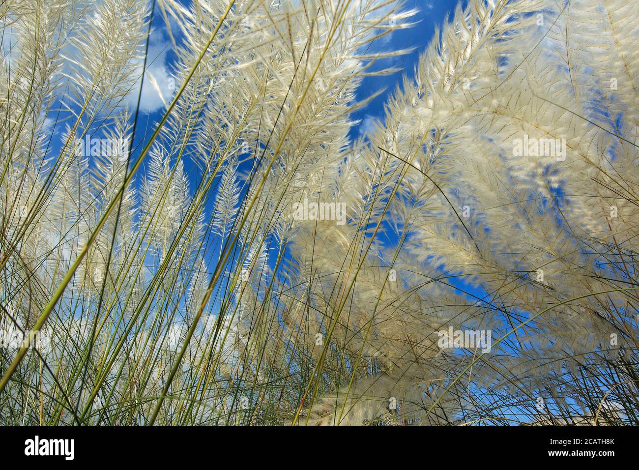 Kash flower hi-res stock photography and images - Alamy