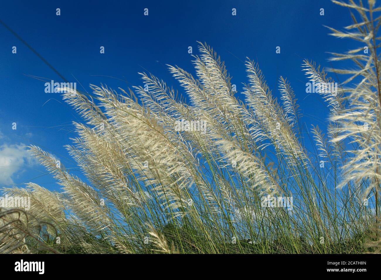 Kash flower hi-res stock photography and images - Alamy
