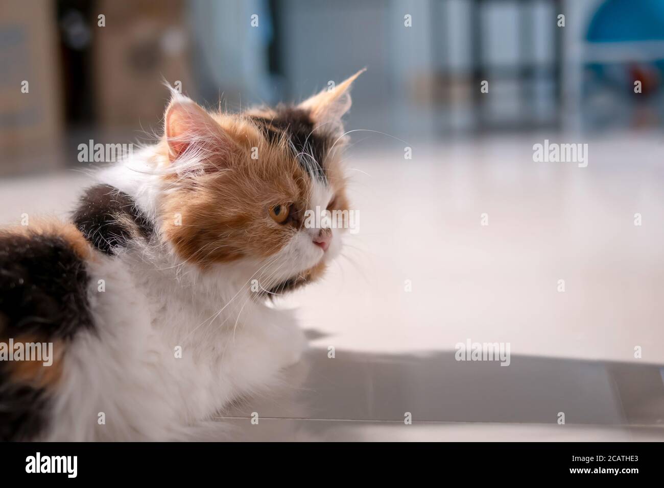 Persian cat colors hi-res stock photography and images - Alamy