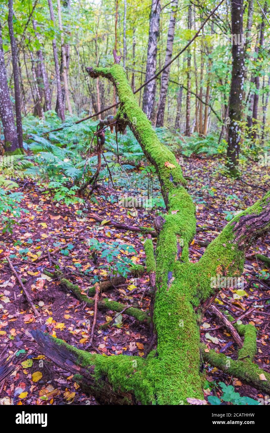 Fallen tree covered in green moss Stock Photo - Alamy