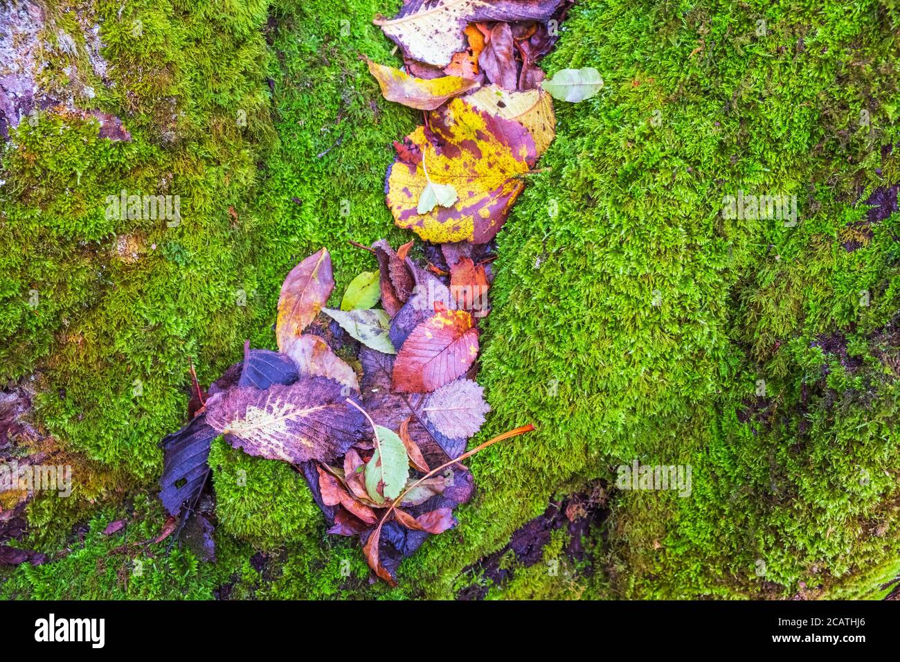 Moss leaf leaves hi-res stock photography and images - Alamy