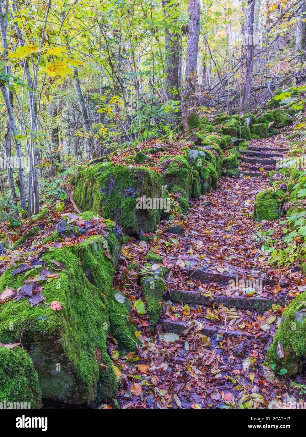 Woods forest step steps calm hi-res stock photography and images - Alamy