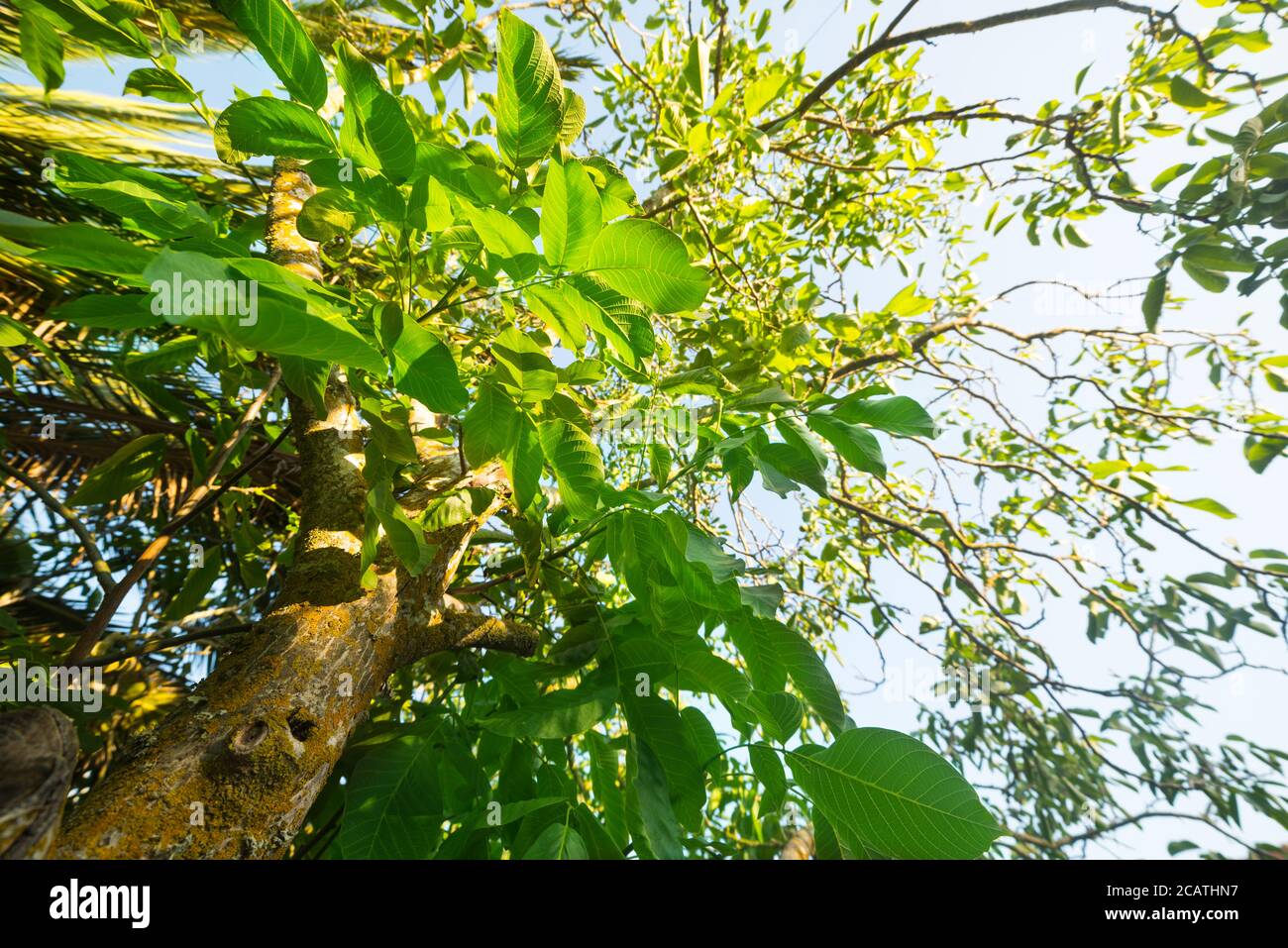 Walnut tree branches clear hi-res stock photography and images - Alamy
