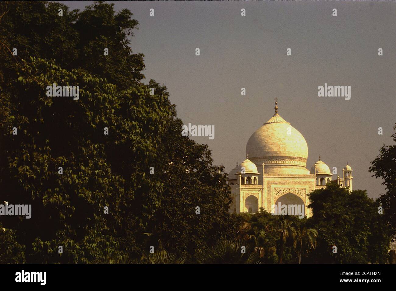 View of marble stone structure Taj Mahal at Agra through green foliage ...