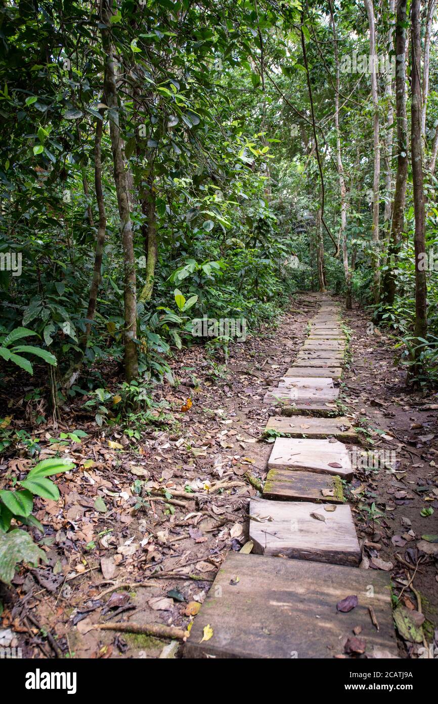Yagua Village path in the Peruvian Amazon Stock Photo - Alamy