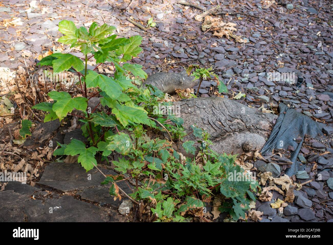 New growth branching out from an old felled tree trunk Stock Photo - Alamy