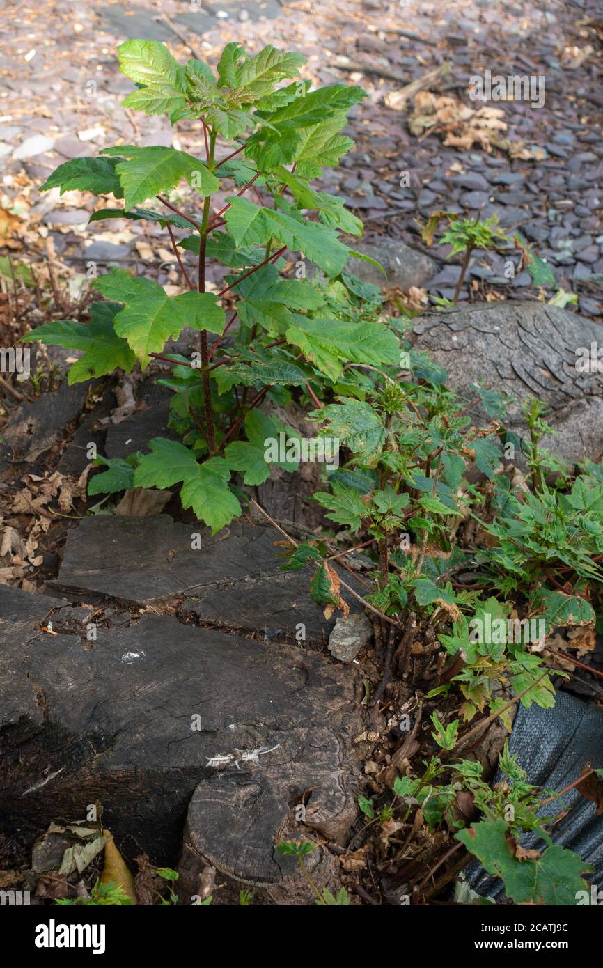 New growth branching out from an old felled tree trunk Stock Photo - Alamy