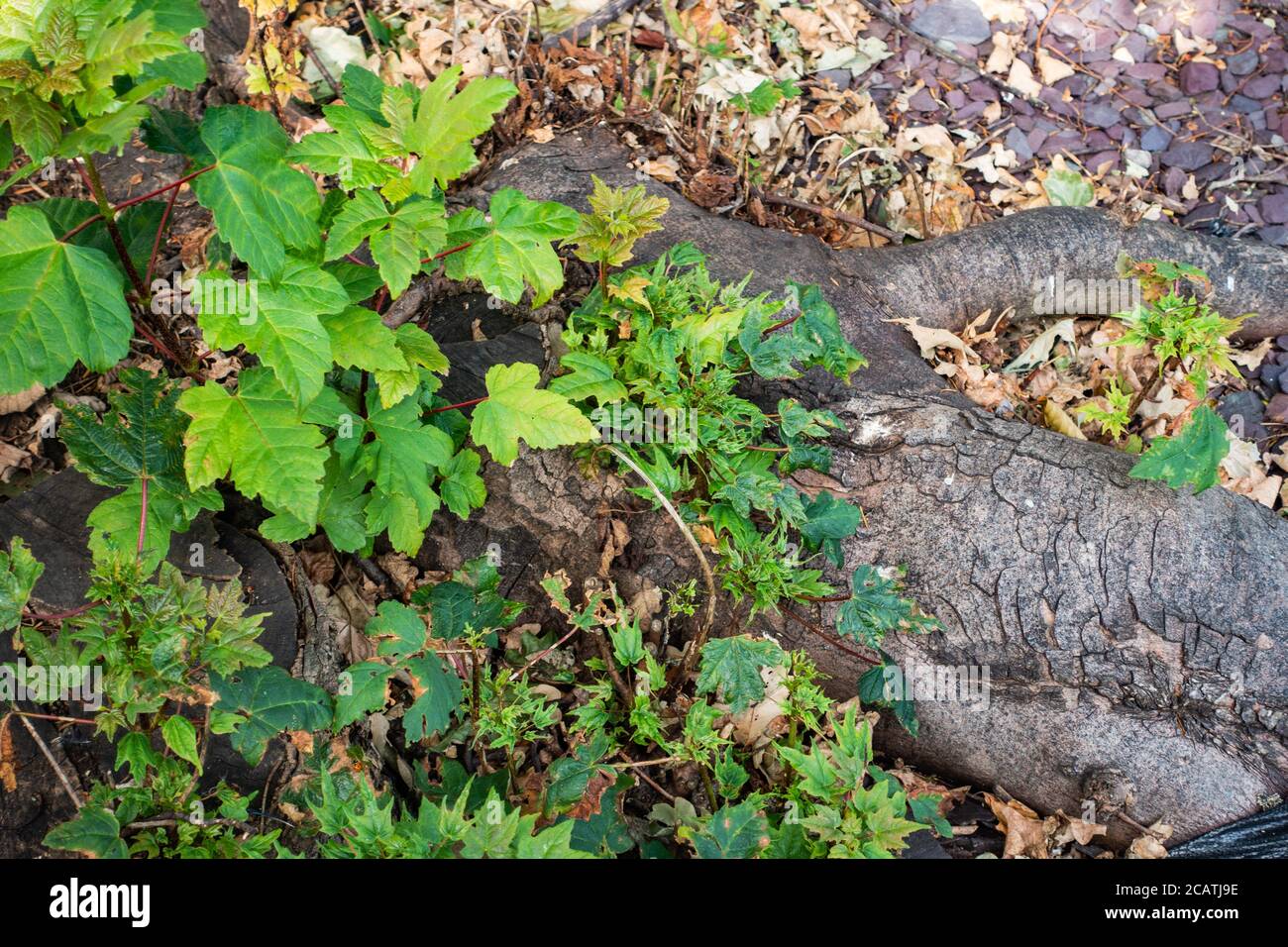 Branching growth pattern hi-res stock photography and images - Alamy
