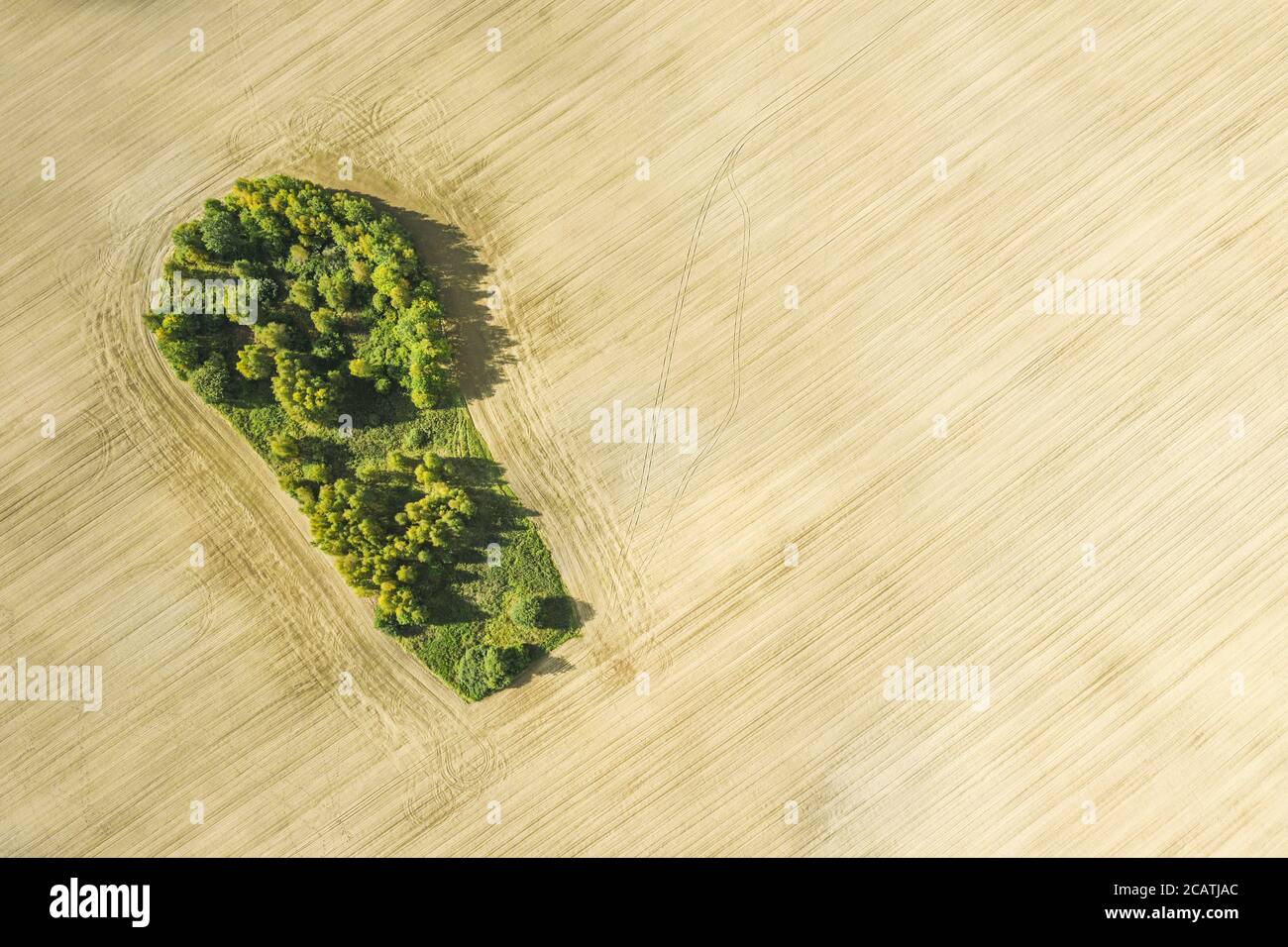 rural sunny landscape with trees growing in the middle of ploughed ...