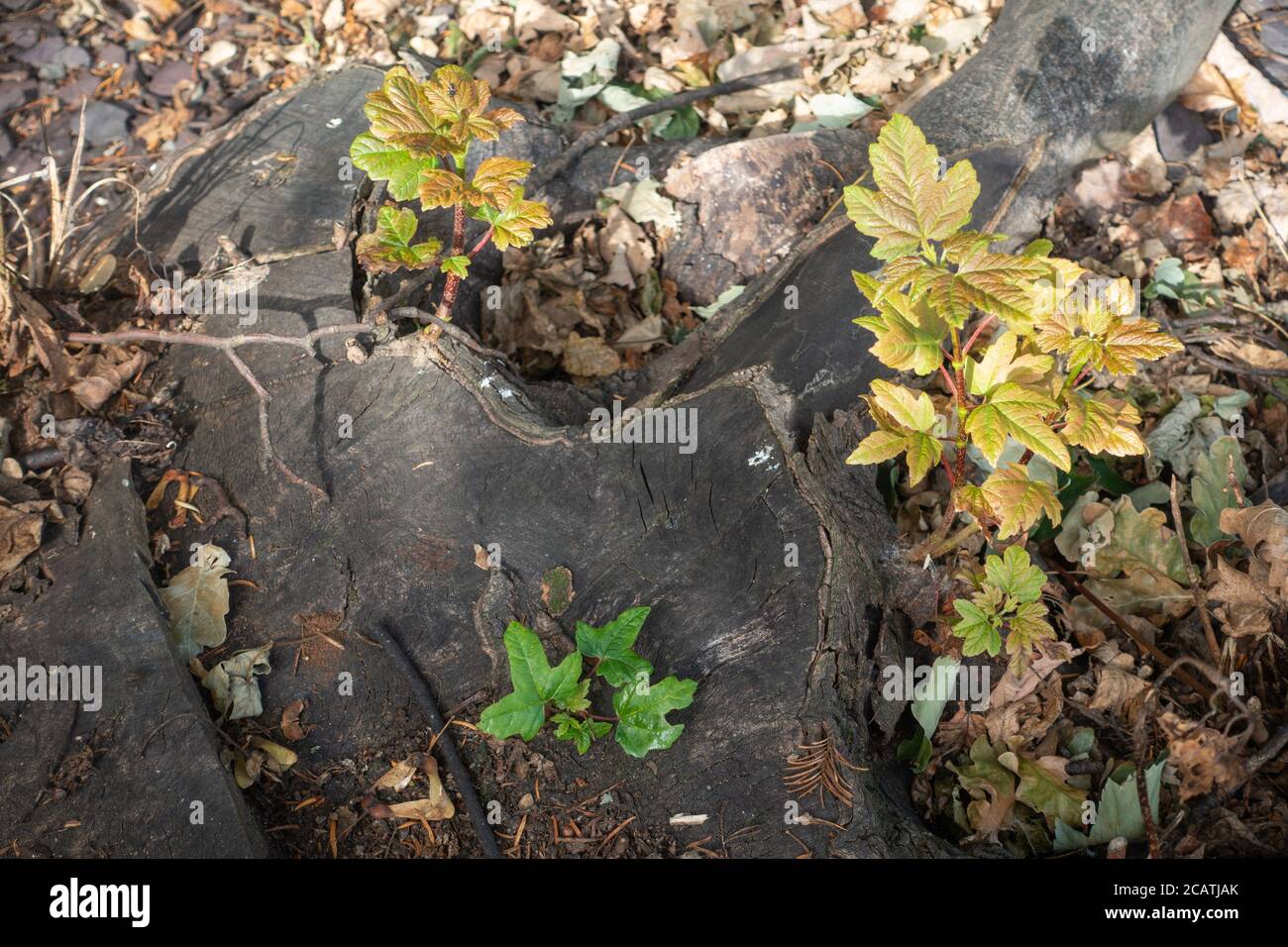 New growth branching out from an old felled tree trunk Stock Photo - Alamy