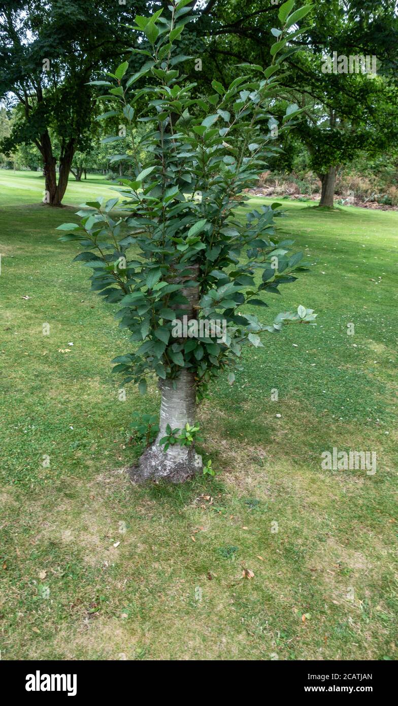New growth branching out from an old felled tree trunk Stock Photo - Alamy