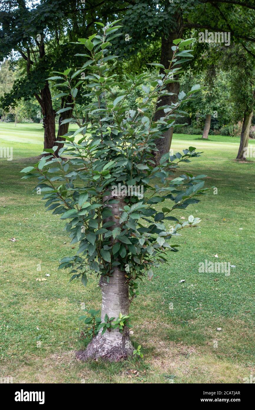 Branching growth pattern hi-res stock photography and images - Alamy