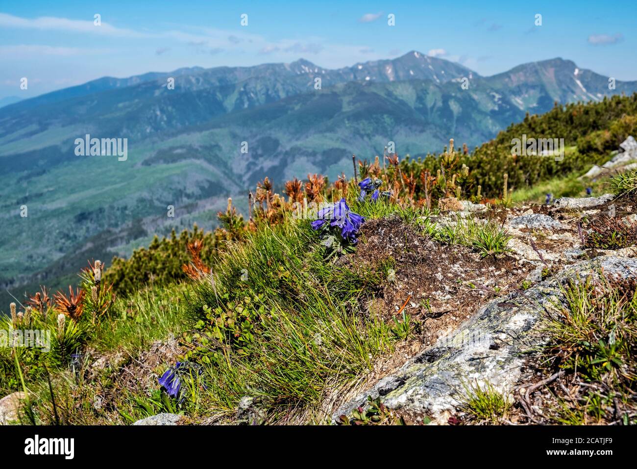 Campanula serrata flowers hi-res stock photography and images - Alamy