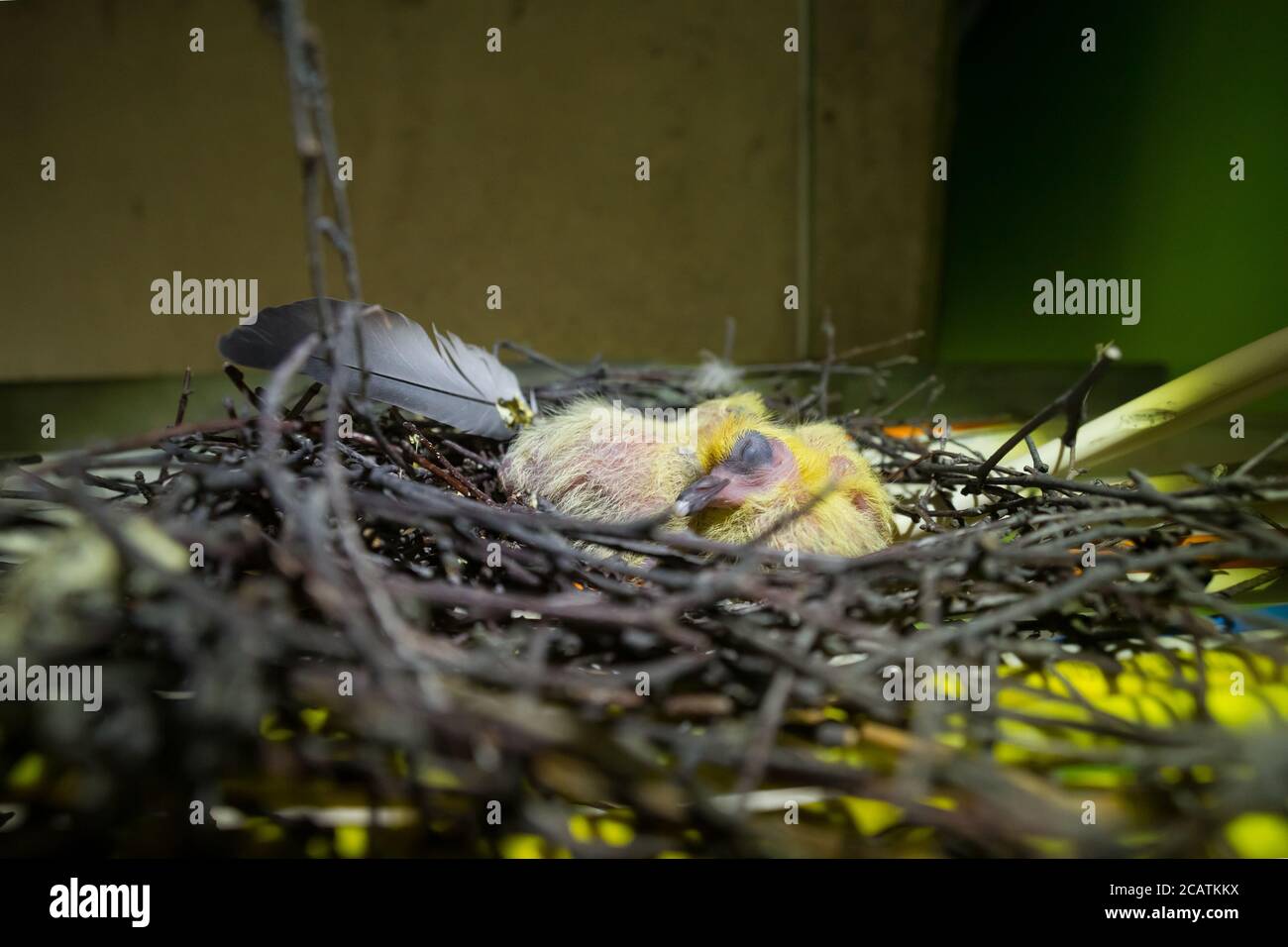 Domestic pigeon nest in a parking hall Stock Photo - Alamy