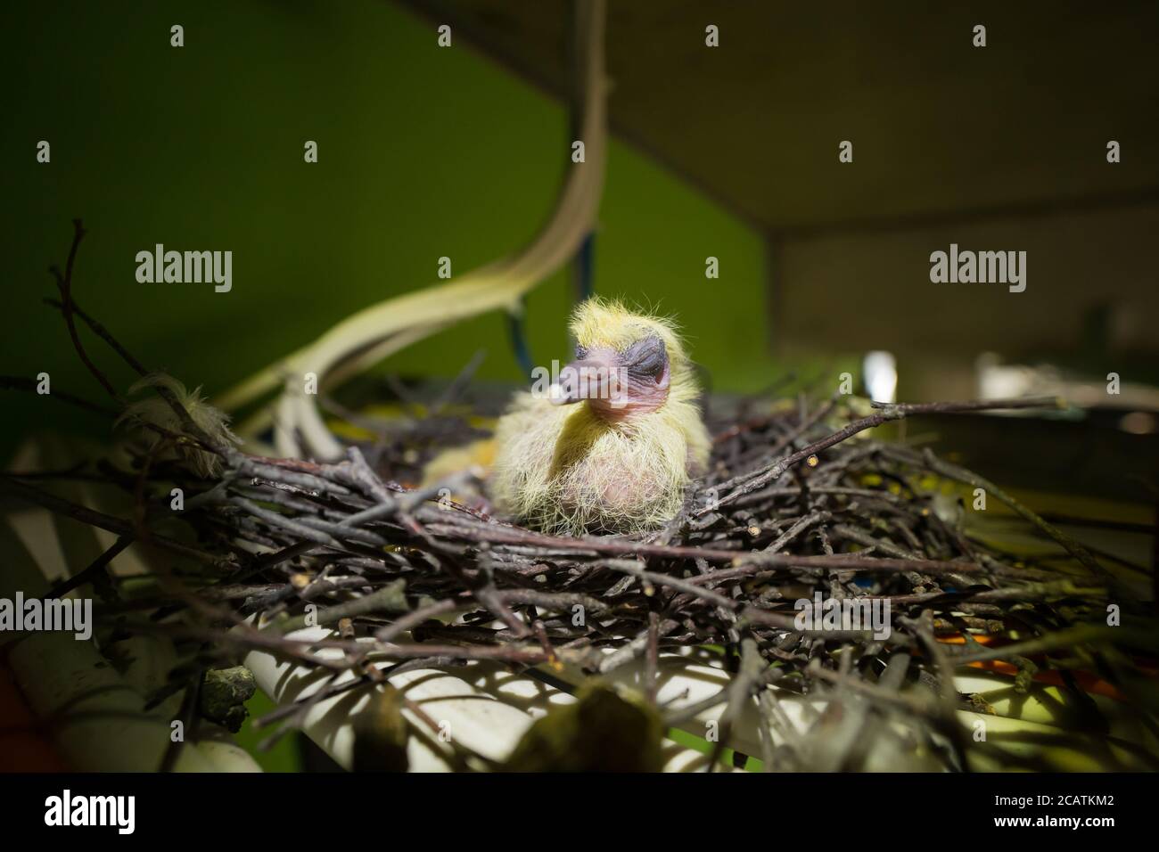 Domestic pigeon nest in a parking hall Stock Photo - Alamy