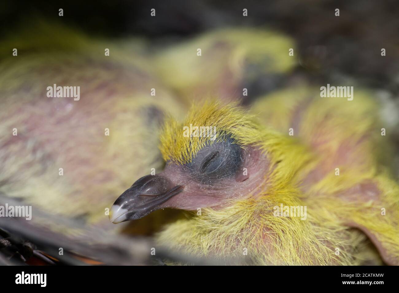Domestic pigeon nest in a parking hall Stock Photo - Alamy
