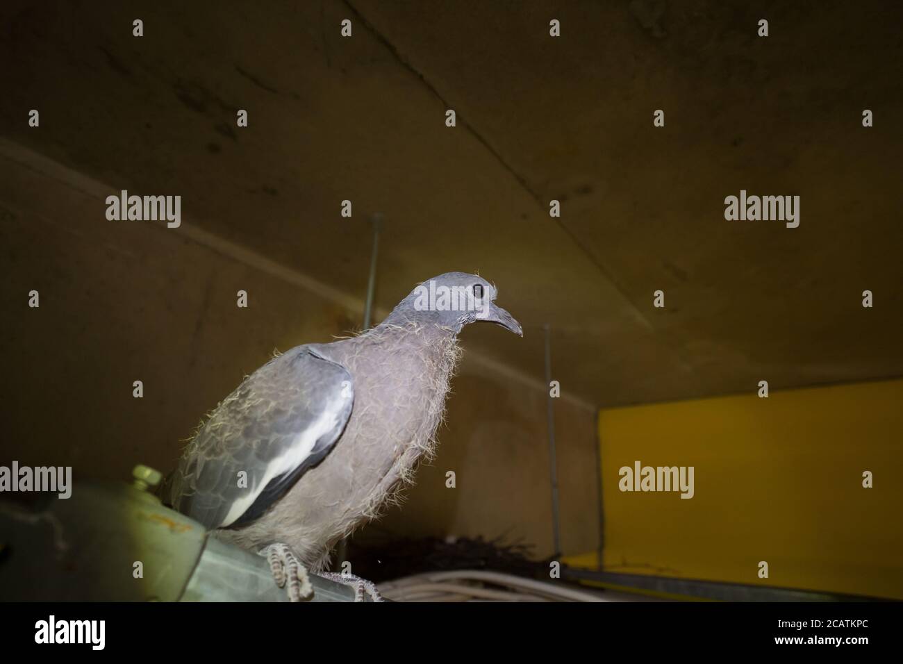 Wood pigeon nest in a parking hall Stock Photo - Alamy