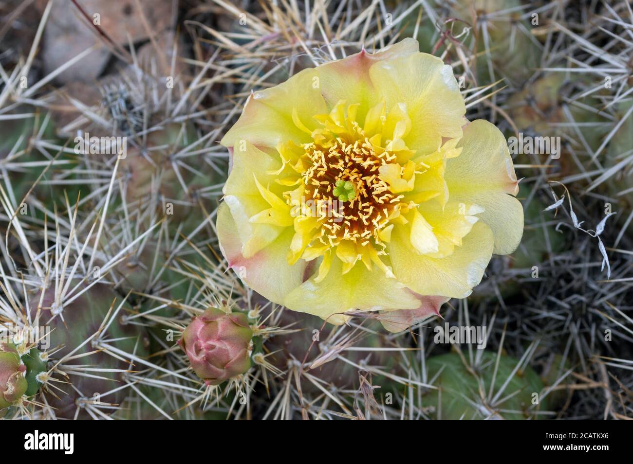 Cactus hypanthium hi-res stock photography and images - Alamy