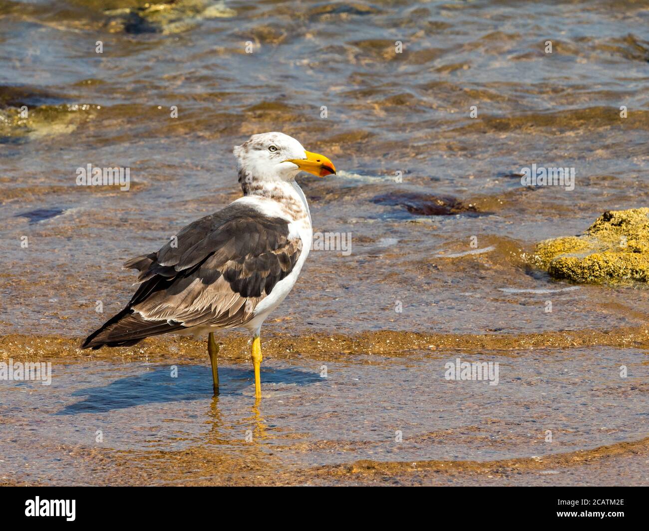 Australian native water birds hi-res stock photography and images - Alamy