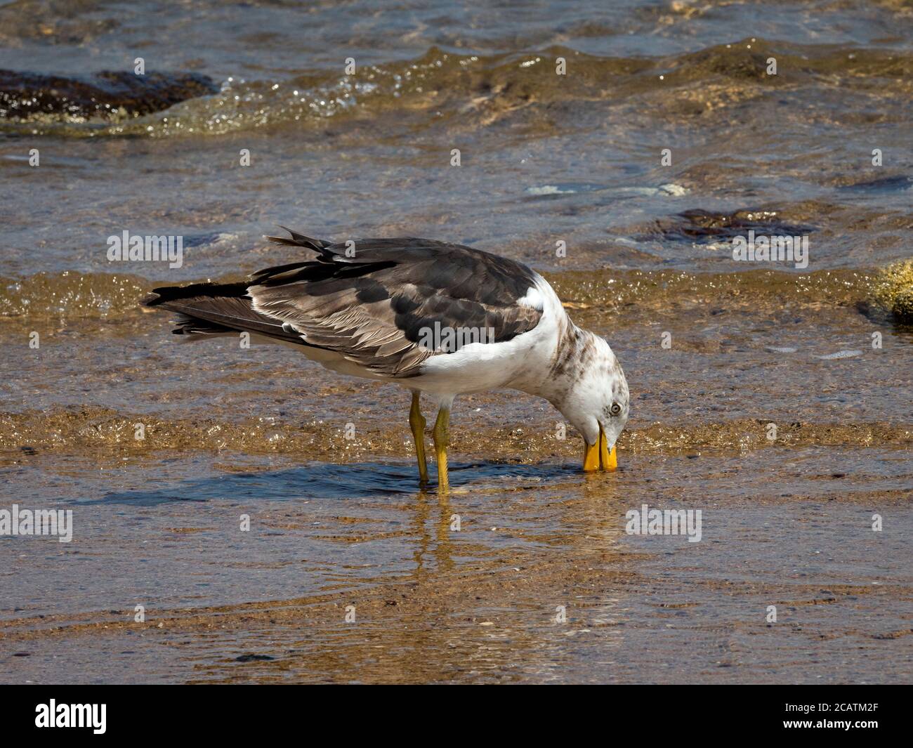Australias largest gull hi-res stock photography and images - Alamy