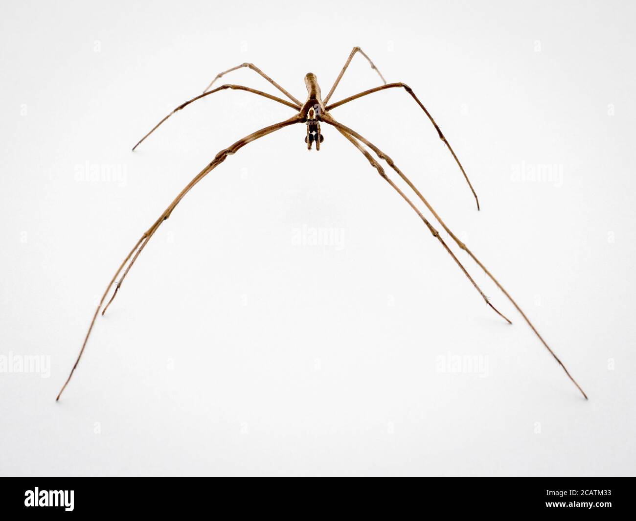 Rufous Net-casting Spider (Deinopis subrufa), Victoria, Australia Stock ...