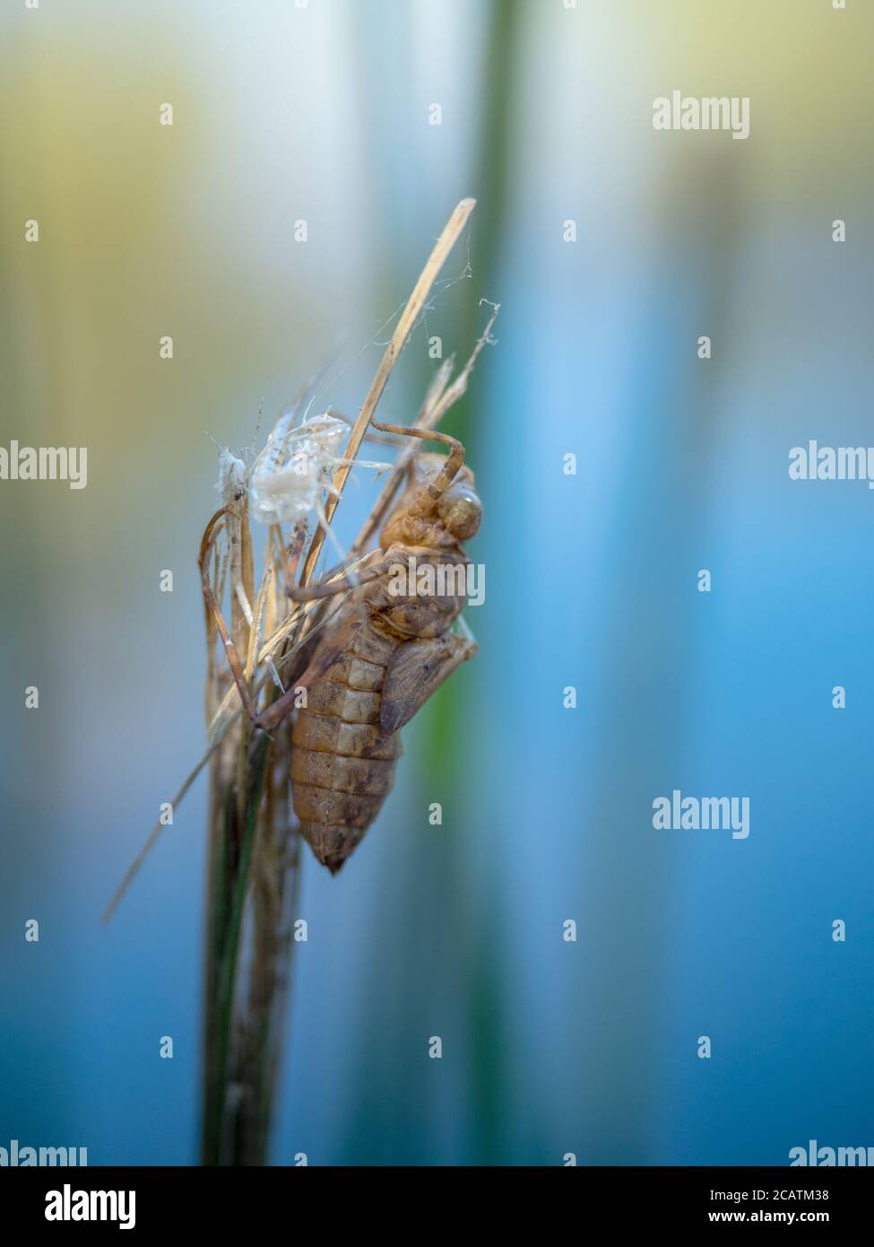 Australian dragonfly hi-res stock photography and images - Alamy