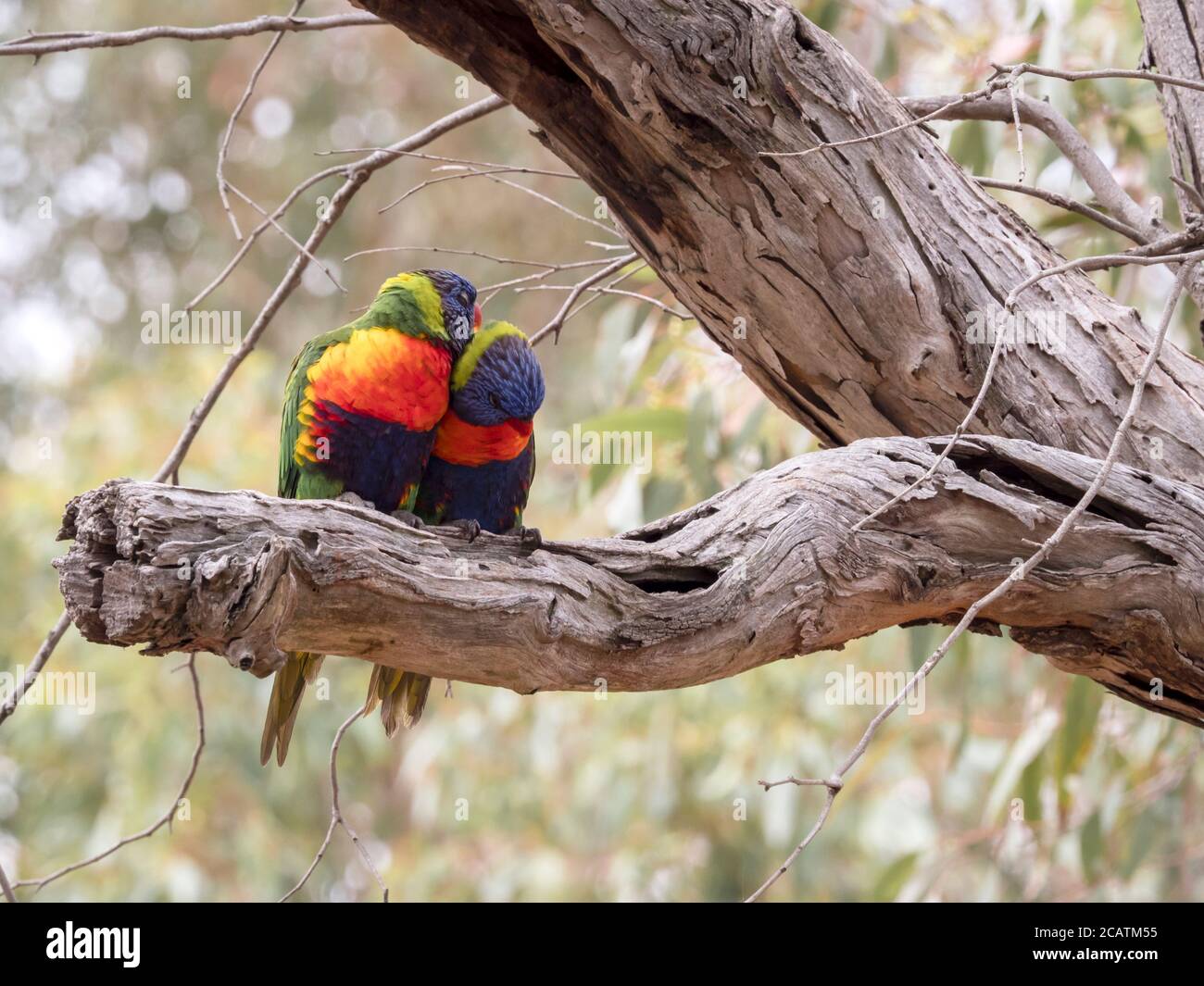 Birds Victoria Victorian Australia High Resolution Stock Photography ...