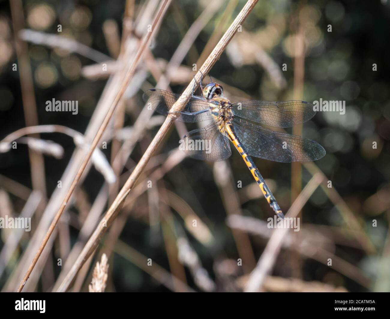 Australian Emperor Dragonfly (Anax papuensis), Mornington Peninsula ...