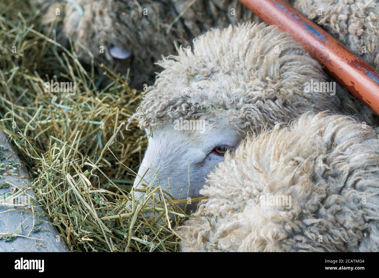 Grass fence sheep head eating hi-res stock photography and images - Alamy