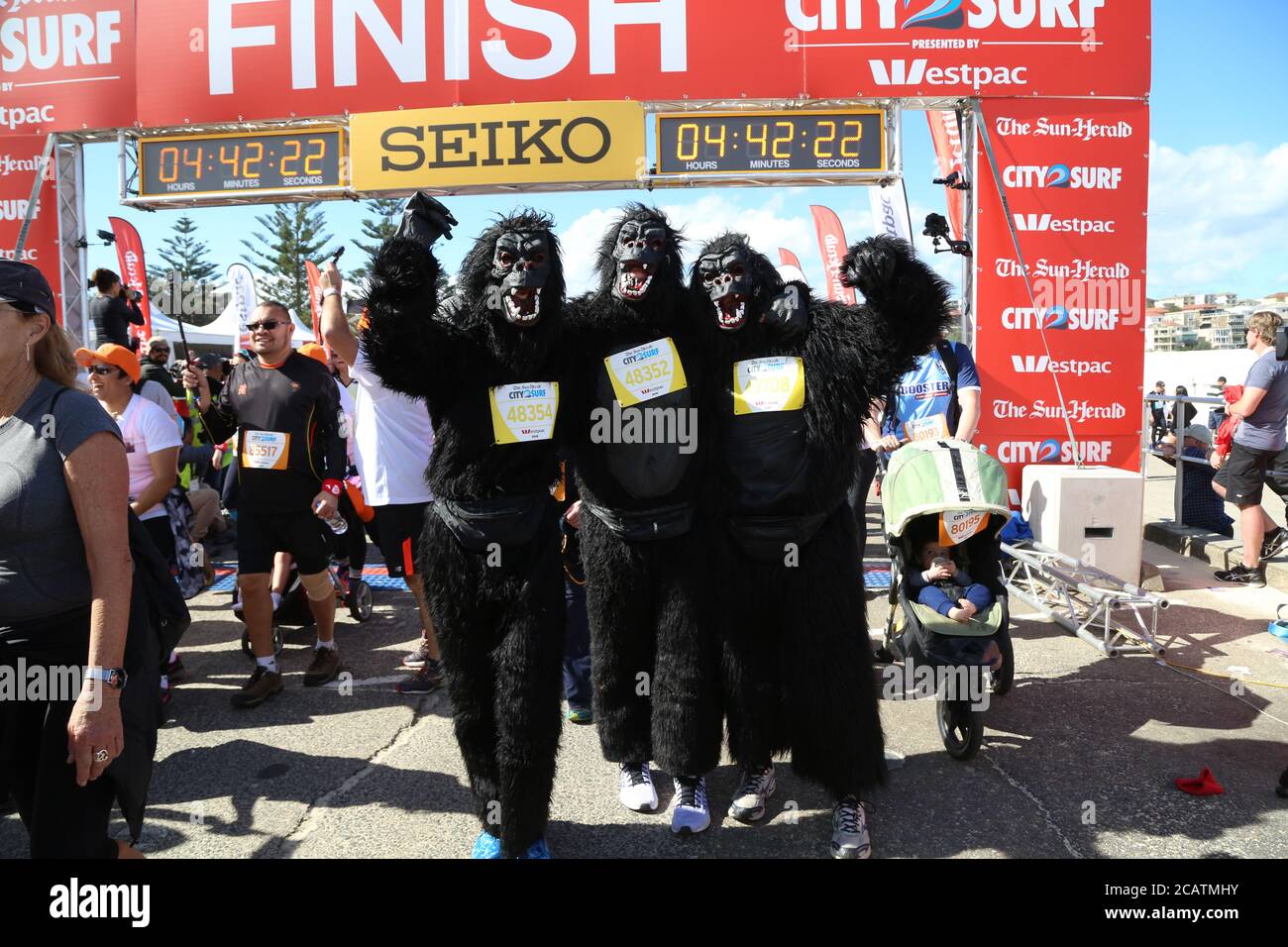 People in gorilla costumes at the end of the 2016 City2Surf fun run ...