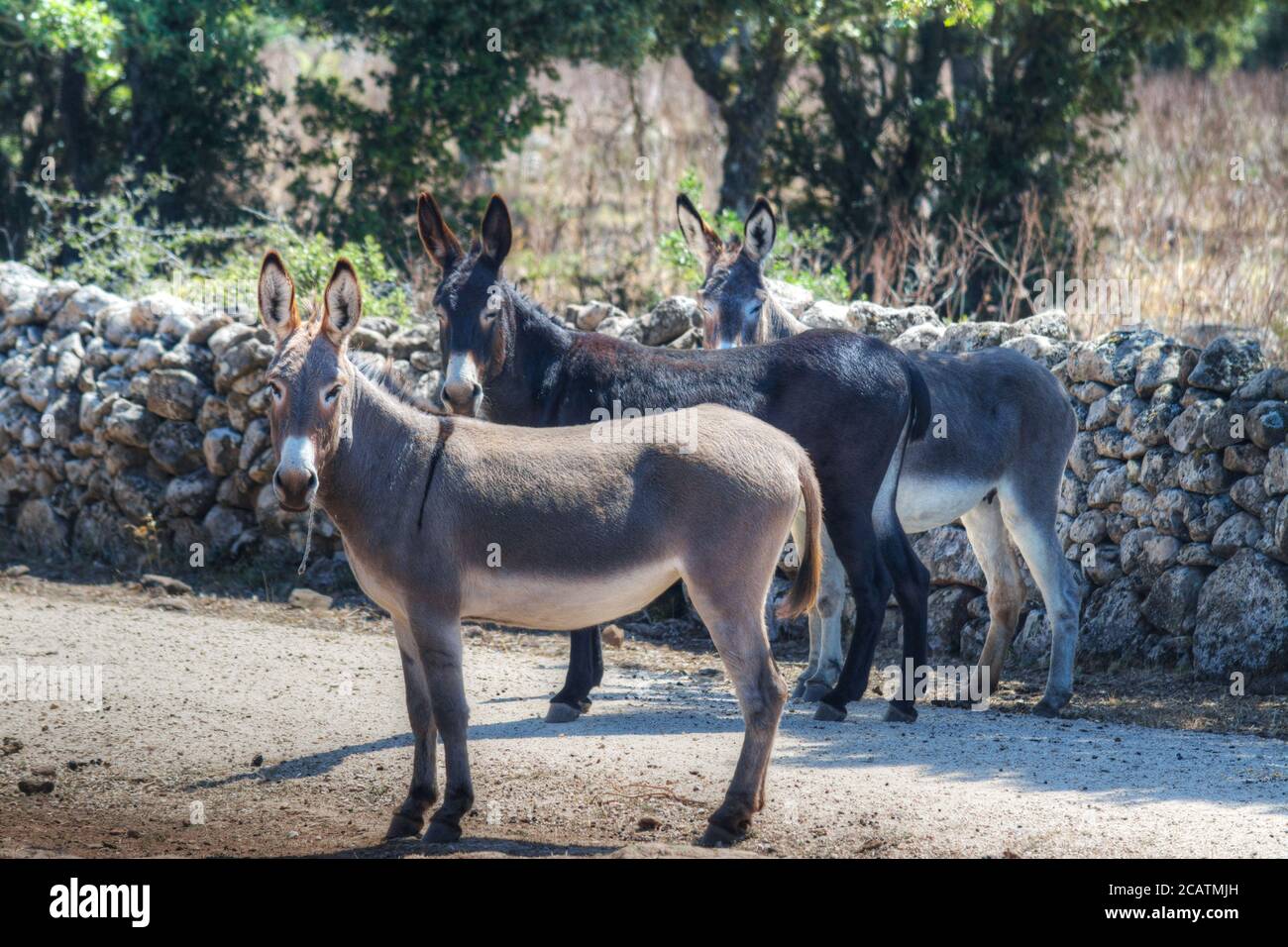 three donkeys in the countryside Stock Photo - Alamy