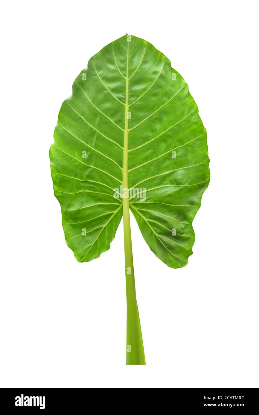 Large heart shaped green leaves of Elephant ear or taro (Colocasia ...