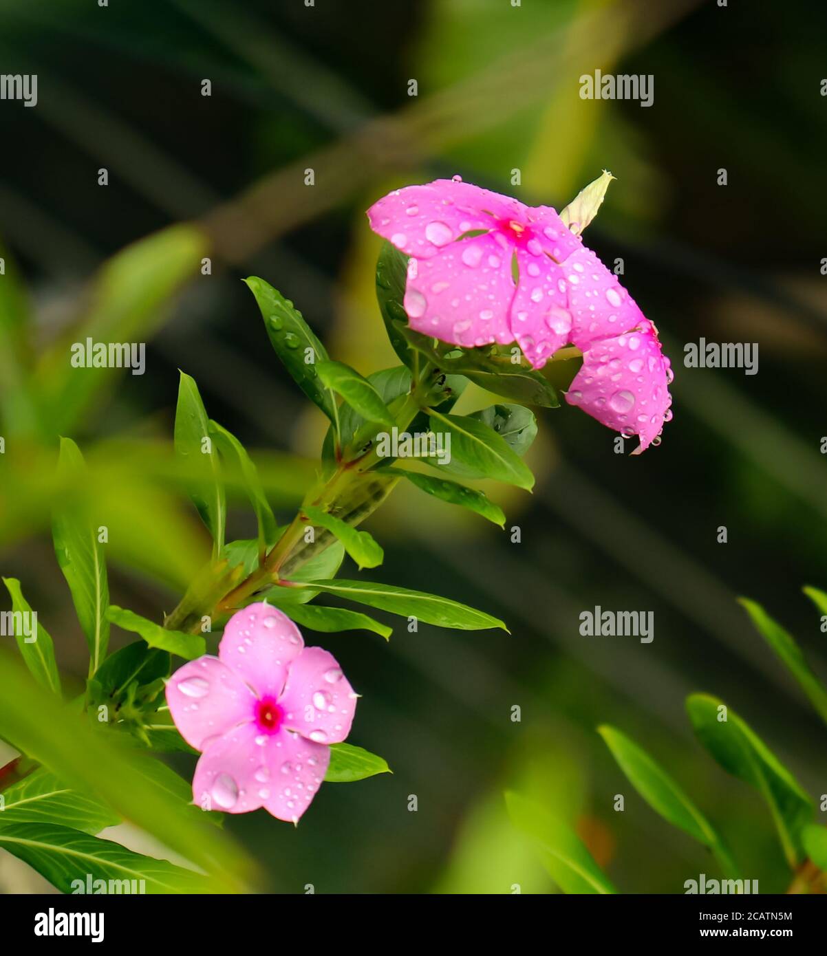 Rain drop on blooming Madagascar Periwinkle at Rooftop Stock Photo - Alamy