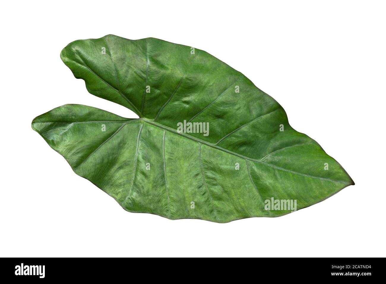 Large heart shaped green leaves of Elephant ear or taro (Colocasia ...