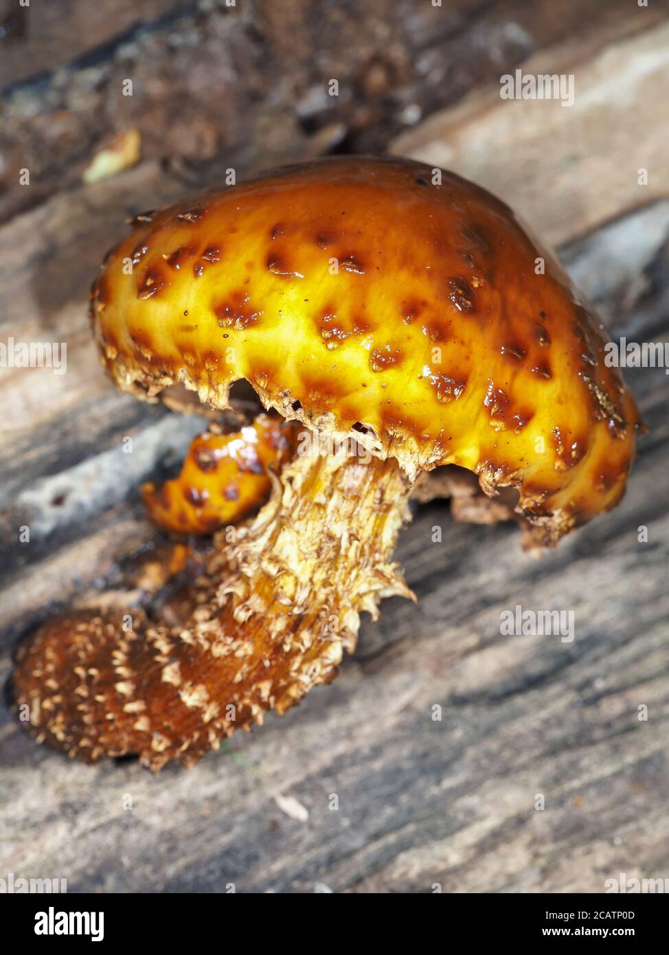 Pholiota sp. mushroom (likely Pholiota squarrosoides Stock Photo - Alamy